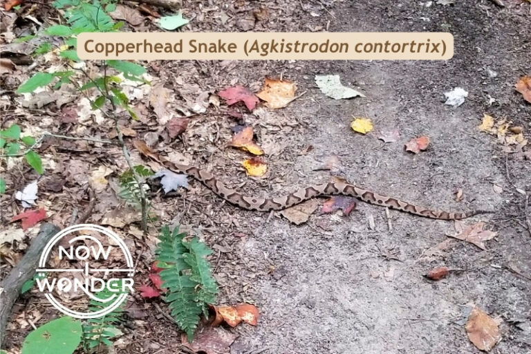 Wild Facts About The Copperhead Snake